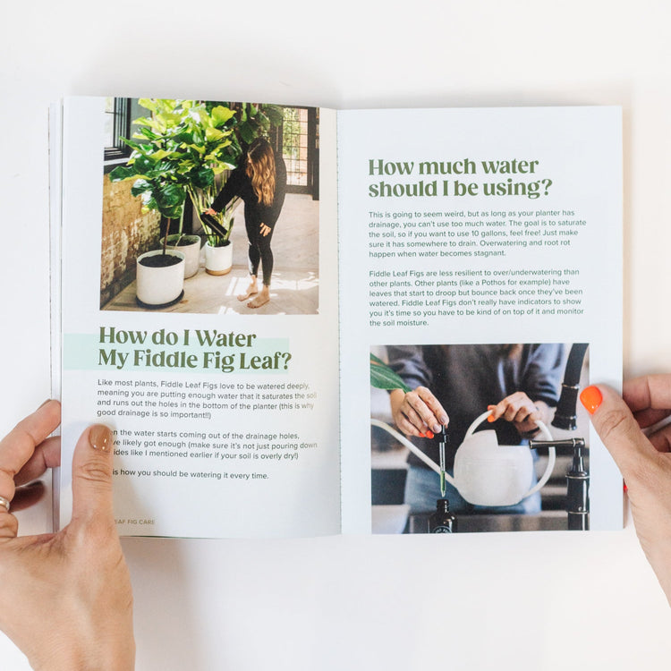 Plant Care Guides